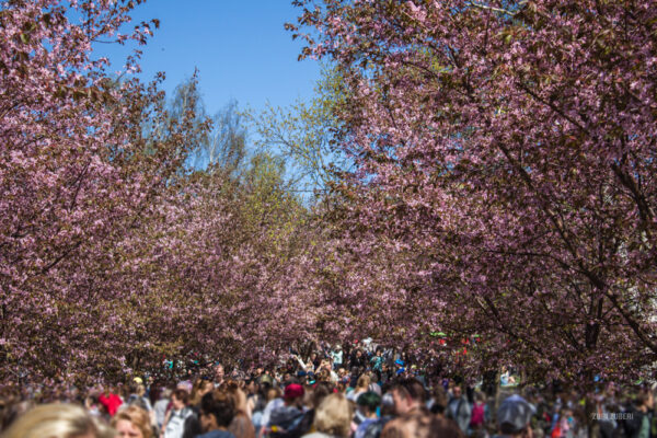 Under the cherry tree – Zuri Zuberi